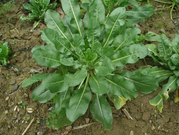 Radix Isatidis Extract - Buy Radix Isatidis Extract, Isatis Indigotica ...