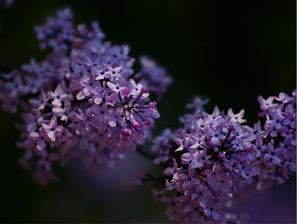 China Caryophylli Flos manufacturers, Caryophylli Flos suppliers ...